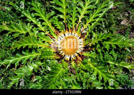 plant of Carlina acanthifolia, inflorescence and leaves Stock Photo - Alamy