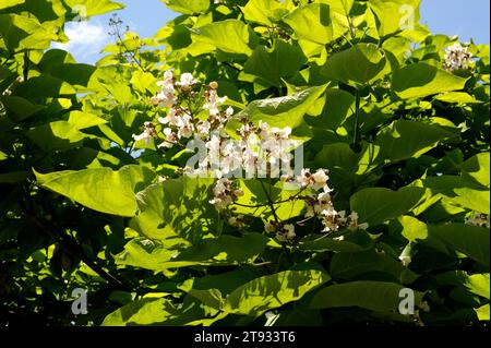 Southern catalpa or cigar tree (Catalpa bignoniodes) is a deciduous ...
