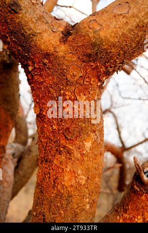 Namibian myrrh (Commiphora wildii) is a little deciduous tree that ...