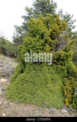common juniper (Juniperus communis) Plantae Stock Photo - Alamy