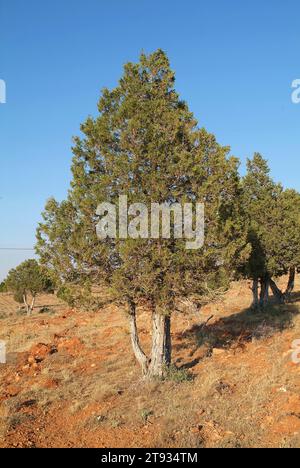 Greek juniper (Juniperus excelsa) is a small tree or shrub native to ...