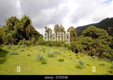 African redwood (Hagenia abyssinica), Bale Mountains National Park ...