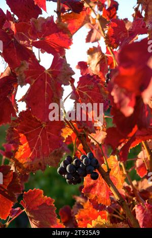 plants de vigne au lever du soleil un matin d'automne dans le vignoble ...