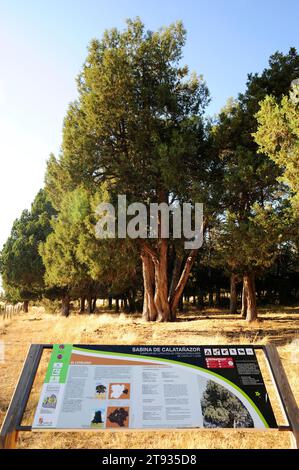 Spanish juniper (Juniperus thurifera) is a small tree native to western ...