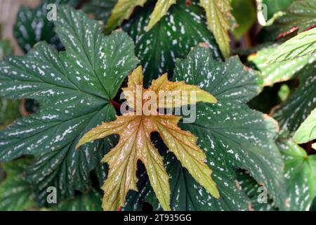begonia aconitifolia,leaves, foliage, begonias, woody, fibrous-rooted ...