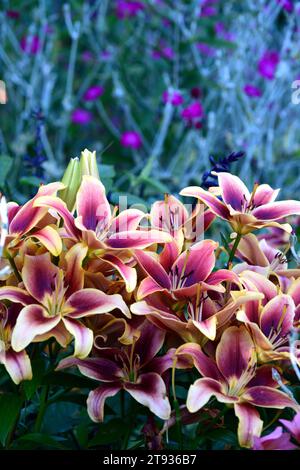 Lily Kaveri,lilum kaveri,asiatic lilies,asiatic lily,upward facinf ...