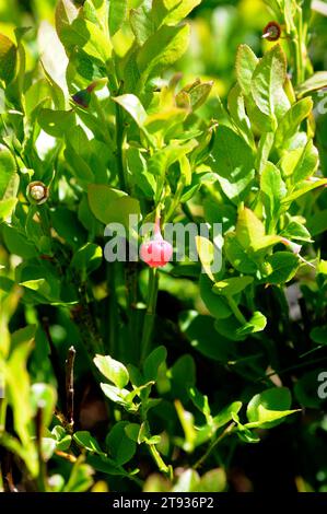 common bilberry (Vaccinium myrtillus) Plantae Stock Photo - Alamy