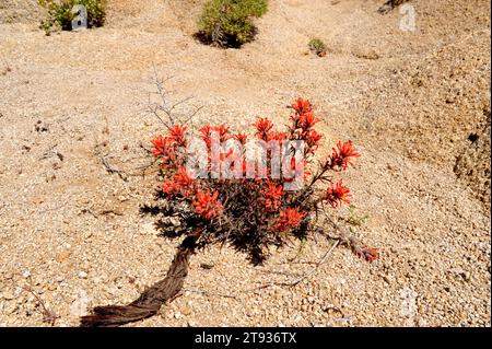 Desert Paintbrush flowers in Joshua Tree National Park, California in ...