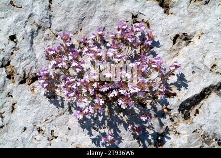 Oregano-leaved snapdragon, Chaenorhinum origanifolium, in flower ...