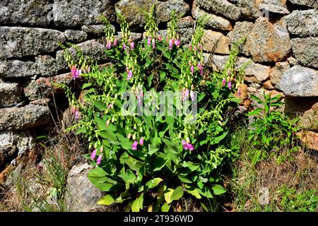 Spanish foxglove (Digitalis thapsi) is a biennial poisonous plant ...