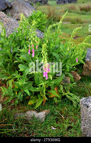 Spanish foxglove (Digitalis thapsi) is a biennial poisonous plant ...