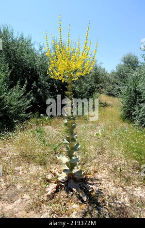 Giant mullein (Verbascum bombyciferum) is a biennial plant native to ...