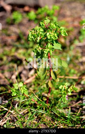 Petty spurge or milk weed (Euphorbia peplus) is an annual plant native ...