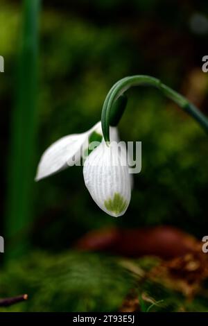 Galanthus Sweet Alice,hybrid snowdrop; hybrid galanthus; hybrid ...