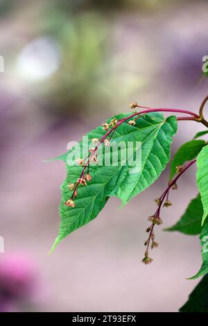 Acer davidii 'Viper' ,Snake Bark Maple Tree,new leaves,new foliage ...