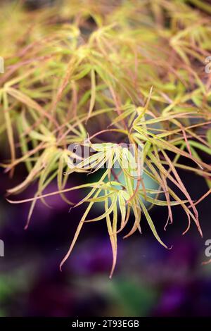 acer palmatum villa taranto,upright linearilobum Japanese maple,new ...