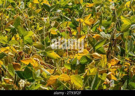 Soy beans grow in the field. Selective focus. Nature Stock Photo - Alamy