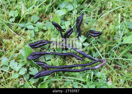 Geoglossum fallax, commonly known as Deceptive Earthtongue, wild fungus from Finland Stock Photo ...