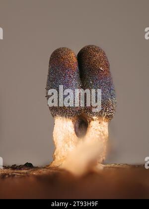 Diachea leucopodia, commonly known as White-footed Slime Mold ...