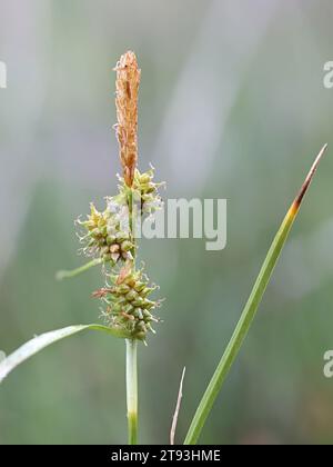 Carex viridula var. viridula, commonly known as little green sedge ...