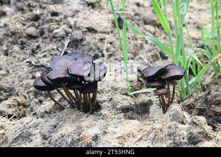 Panaeolus cinctulus, commonly known as the banded mottlegill, weed ...