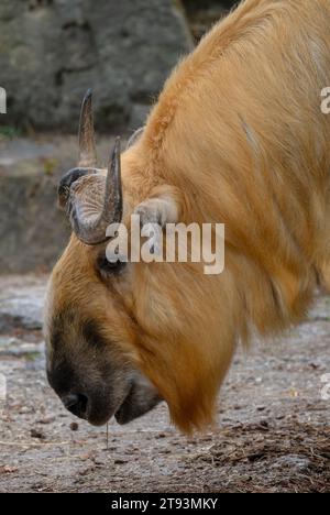 Sichuan Takin - Budorcas tibetanus tibetanus, portrait of beautiful ...