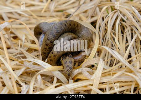 Young grass snake eating a slow worm, photographed in Germany on a ...