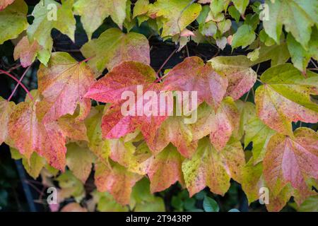 Beautiful variegated leaves with different colours in autumn Stock ...