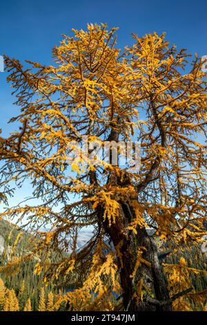Larch branches in autumn on green and yellow leaves background. Autumn ...