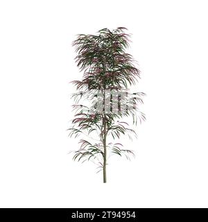 3d illustration of Agonis Flexuosa tree isolated on white background ...