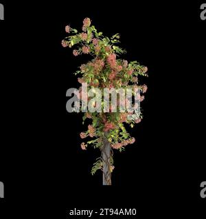 3d illustration of Combretum Indicum creeper isolated on black ...