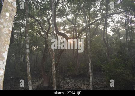 Sundari plants of the inner Sundarbans Stock Photo - Alamy