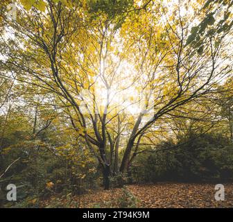 Autumn colours in Sint-Baafskouter park in Ghent, Flanders region ...
