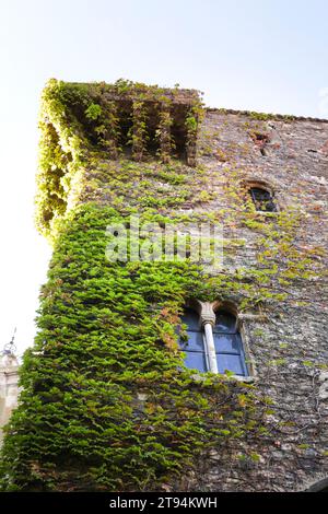 The Sande Tower covered with beautiful ivy in the old town of Caceres ...