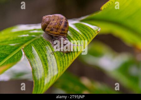 Slow Journey: Tiny Snail Crawling on a Vibrant Yellow Daisy Stock Photo ...