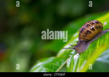 Slow Journey: Tiny Snail Crawling on a Vibrant Yellow Daisy Stock Photo ...