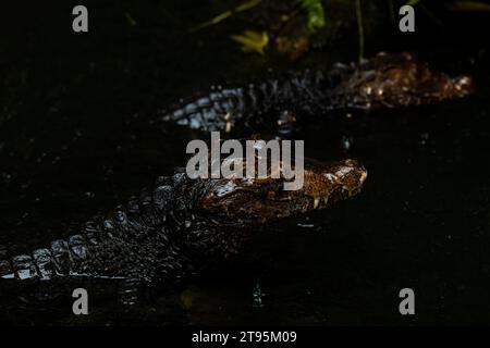Portrait of the two Caimans over dark background on a rainy day from ...