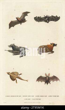 Eastern Red Bat - Lasiurus borealis Stock Photo - Alamy