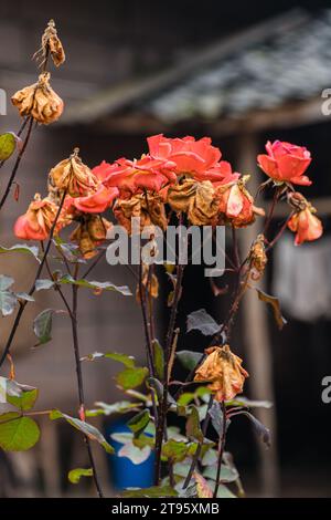 Withered red flowers Stock Photo - Alamy