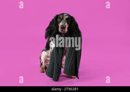 Cute cocker spaniel with warm scarf on purple background Stock Photo ...