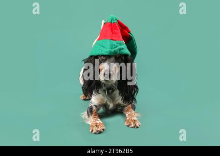 Cute cocker spaniel in elf hat on green background Stock Photo - Alamy