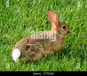 cute cottontail rabbit grazing in the green grass in summer in ...