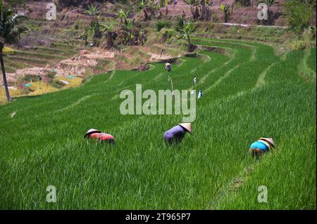 Rice pickers in a rice field in Indonesia Stock Photo - Alamy