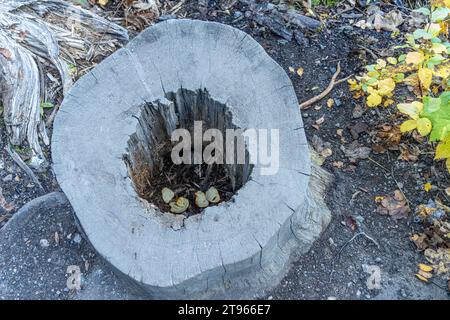 Tree stumps beside a path in the forest Stock Photo - Alamy