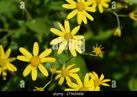 Beautiful Flowers of Kaas Platue, Satara, India Stock Photo - Alamy