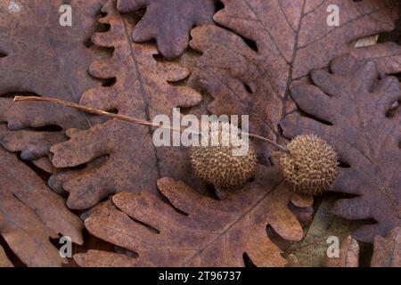 Brown color pods, capsules on a dry leaf as an autumn background Stock ...