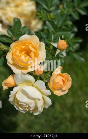 Two blooming beautiful colorful roses in the garden background Stock ...