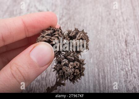 Hand holding brown pod or capsule in hand onbrown background Stock ...