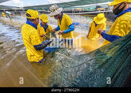 Harvesting shrimp in a shrimp farm in Loc An, Ba Ria Vung Tau, Vietnam ...