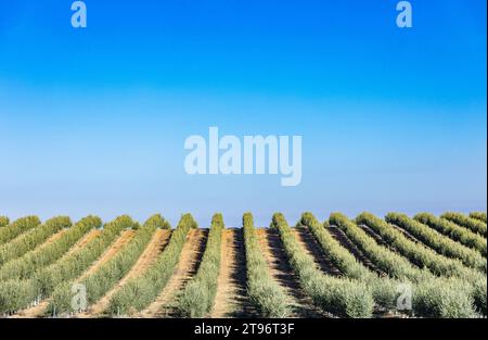 Row of olive trees in Castilla-La Mancha, Spain, captured during a ...